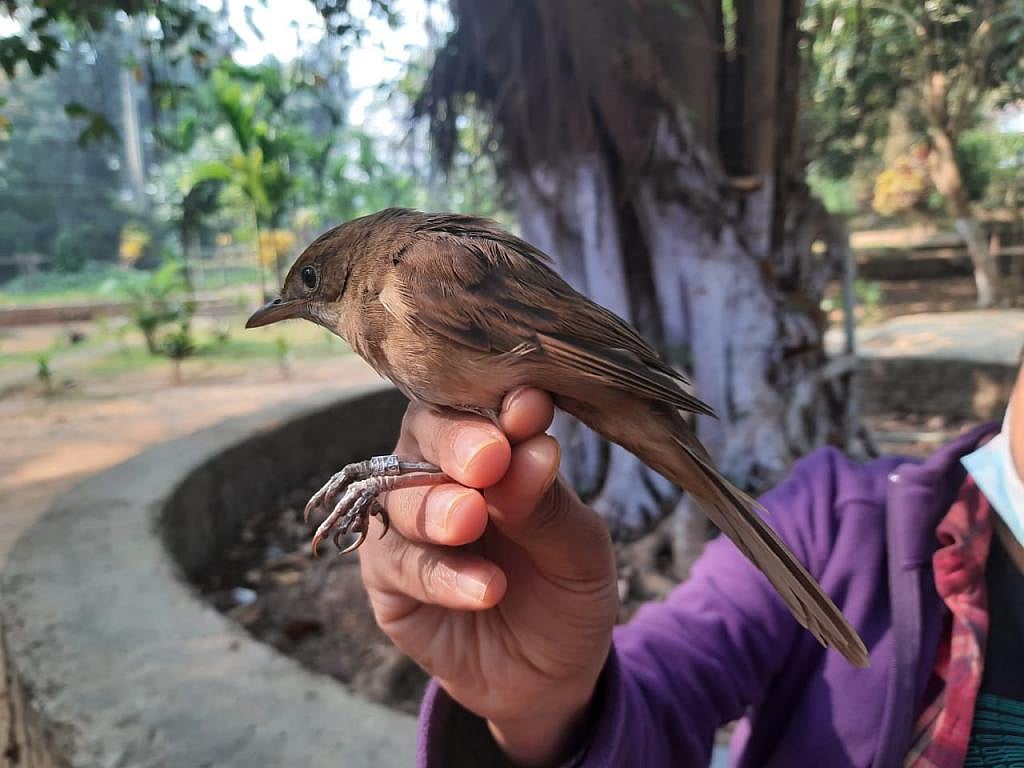 Bihar starts tagging migratory birds for conservation