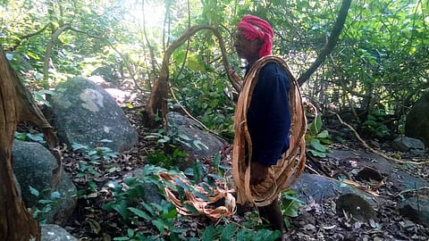 Similipal fire: Lives and livelihoods of Mankidia tribals in distress