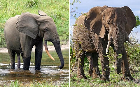Poaching, habitat loss push Africa’s elephants to the brink