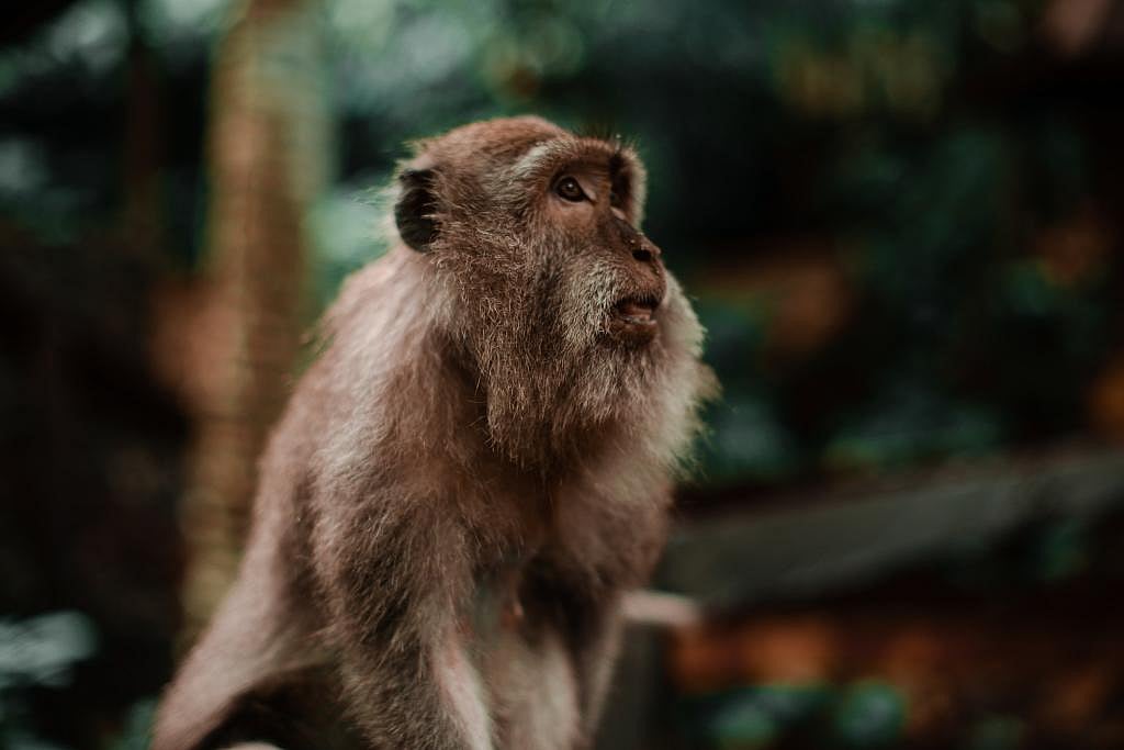 First human-monkey embryos created – a small step towards a huge ...