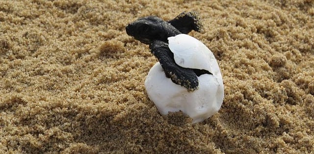Olive Ridley hatchlings run the gauntlet at Gahirmatha Sanctuary