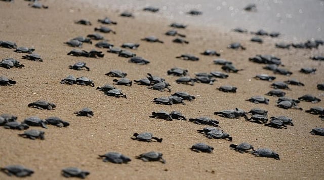 Olive Ridley hatchlings run the gauntlet at Gahirmatha Sanctuary