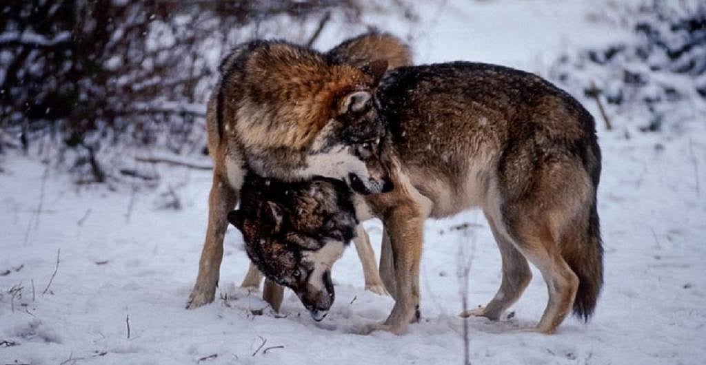 Wolf hunting banned in Slovakia