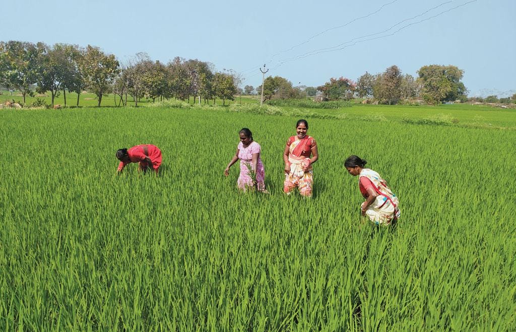 Collective response: Group farming helps small, landless farmers amid ...