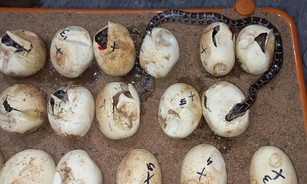 Eggs from rescued pythons artificially hatched in Odisha