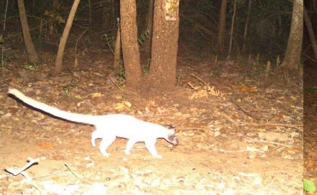 Albino palm civet sighted in Odisha after 129 years in Satkosia Tiger ...