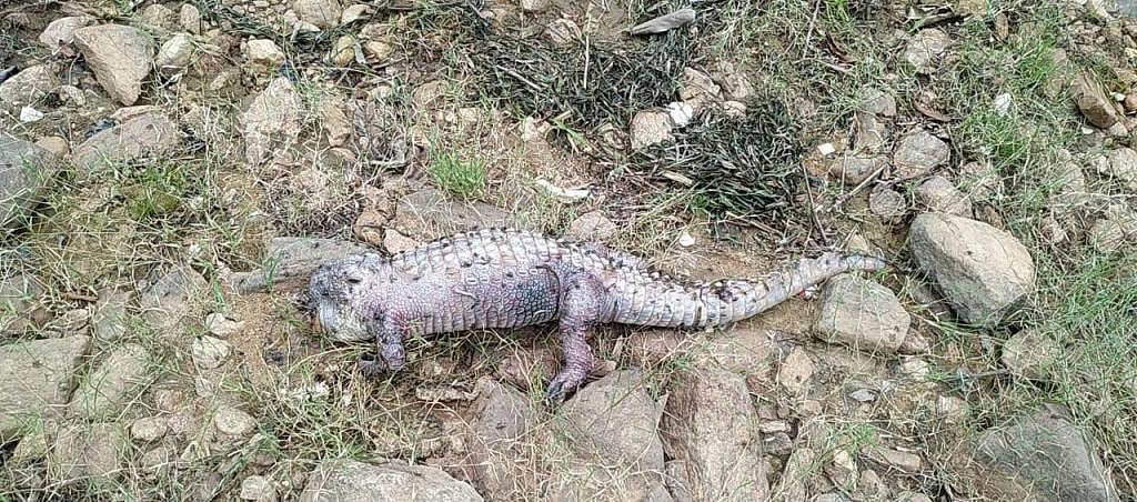 Decapitated body of mugger crocodile found in Satkosia Gorge Sanctuary