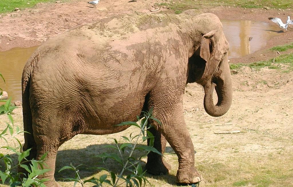 Why we should change how we talk about nonhuman animals