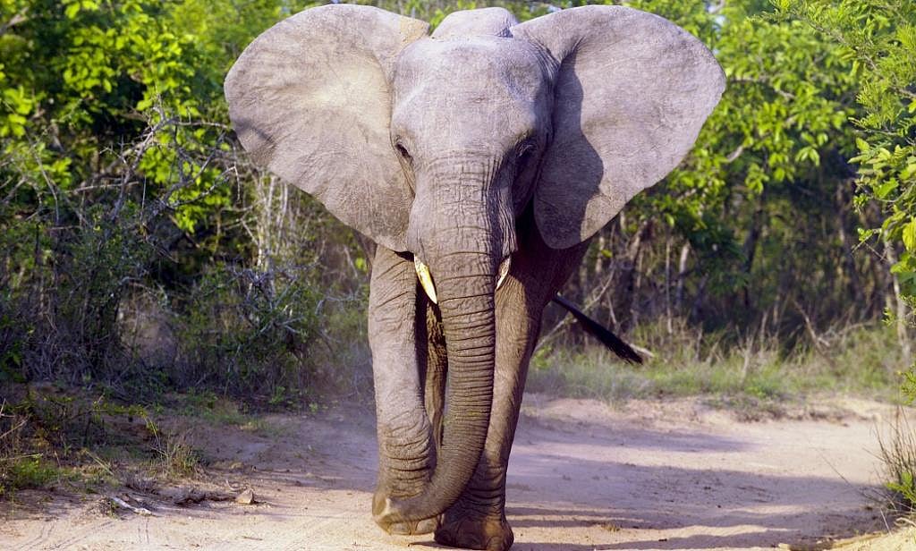 Fossil tracks and trunk marks reveal signs of ancient elephants on ...