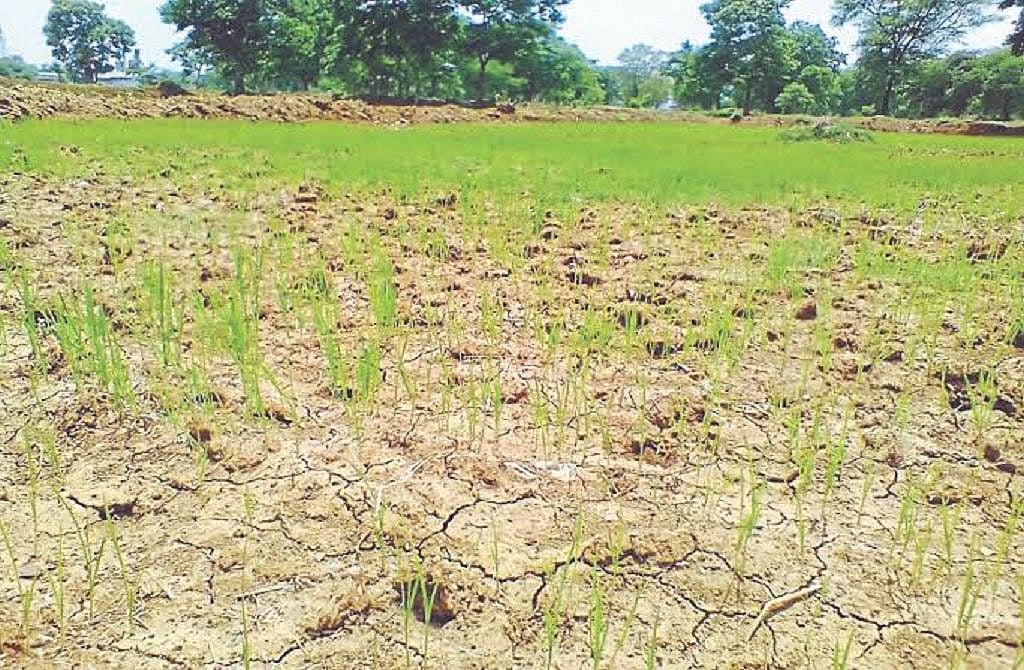 Bihar farmers stare at huge loss of Kharif crops due to erratic monsoon ...