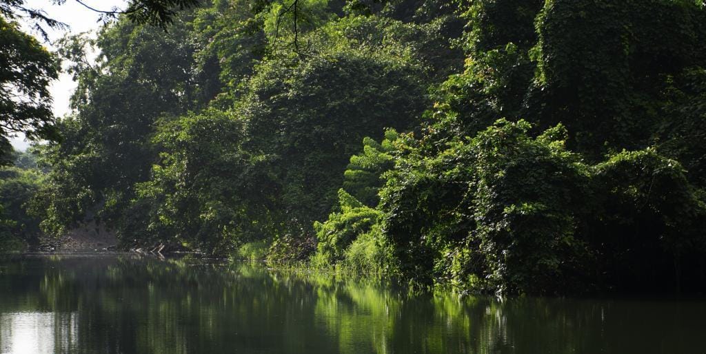 Let’s talk land sinks: Are they enough to beat global warming