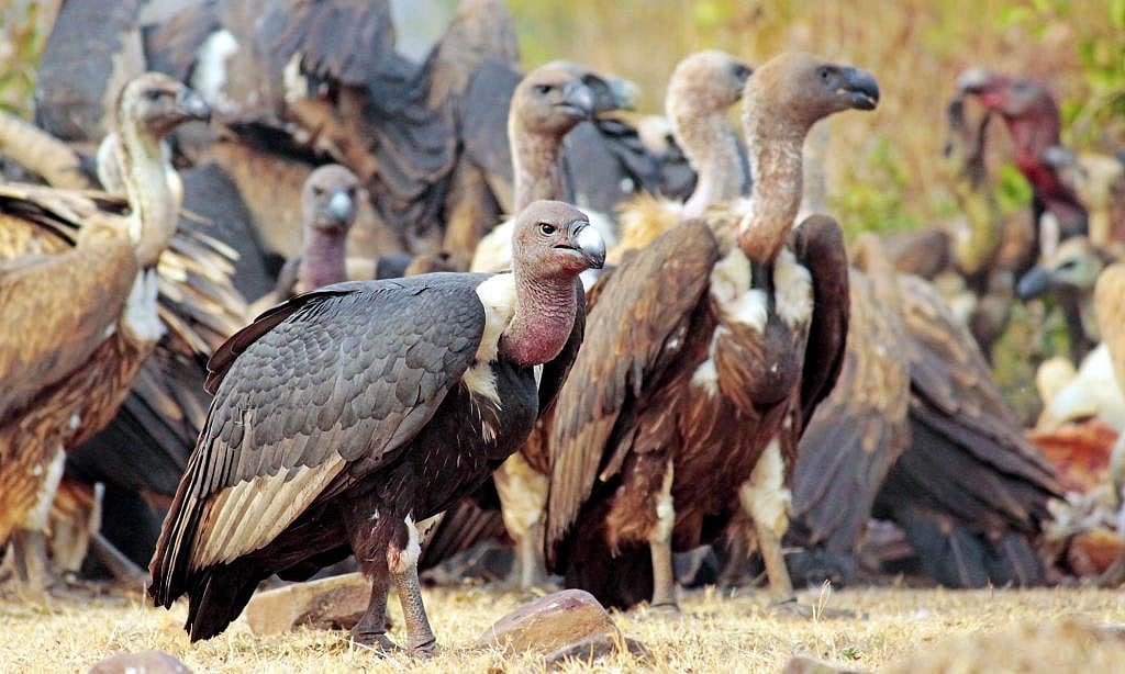 Drug debacle: Endangered vulture population still under threat