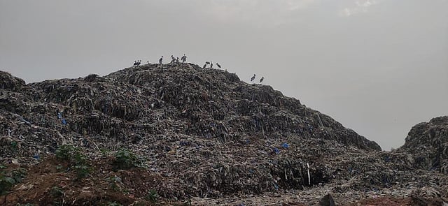 How Assam’s Deepor Beel is perishing from concretisation, waste dumping