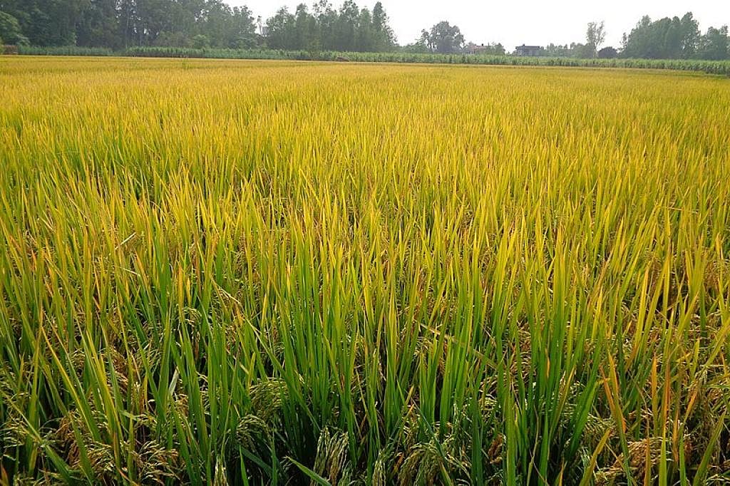 Most farmers did not know of agencies that procured crop under MSP: Report