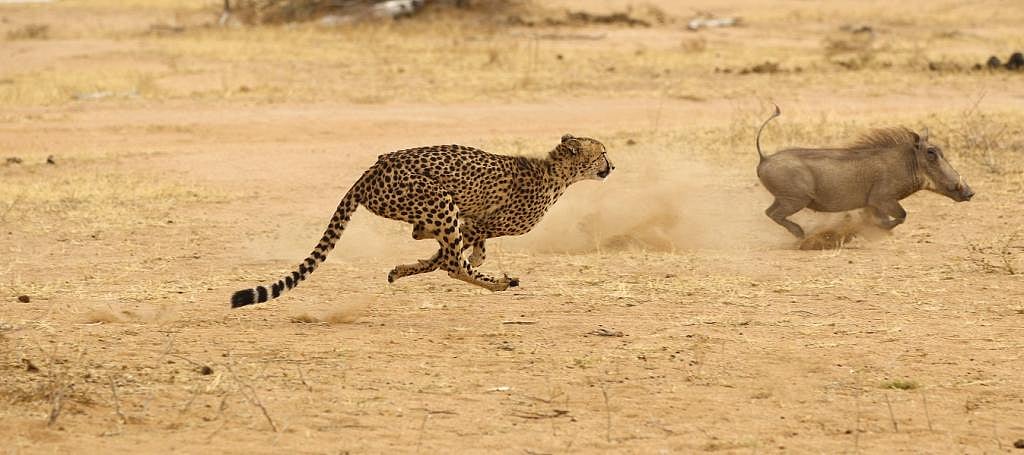 Kuno not ready ecologically at the moment to accept cheetahs: Faiyaz ...