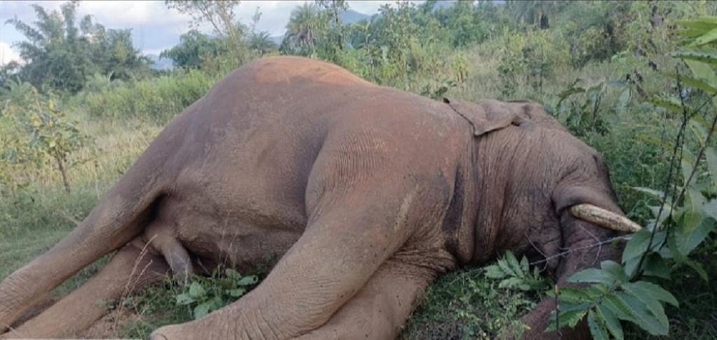 Tusker dies after being allegedly poisoned by villagers in Angul