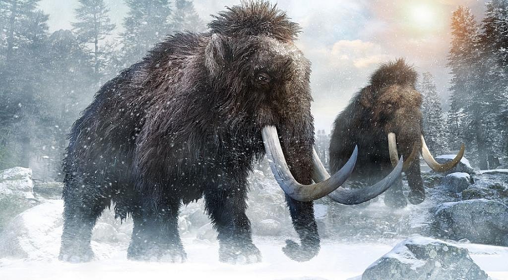 Woolly Mammoth Alive Today Woolly Mammoth – News, Research And