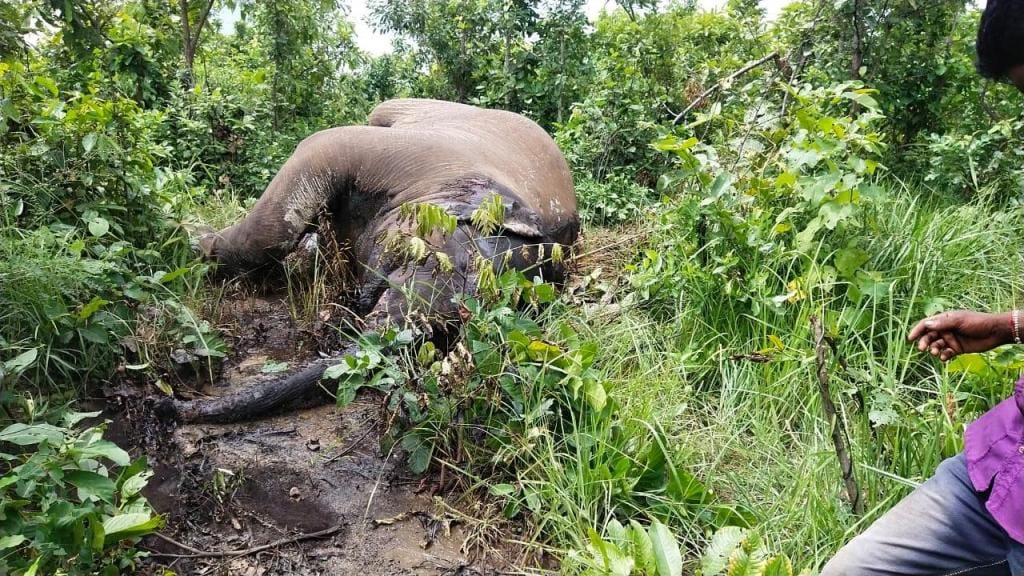 Elephant electrocution deaths: Odisha gives Rs 445 cr to power DISCOMS ...