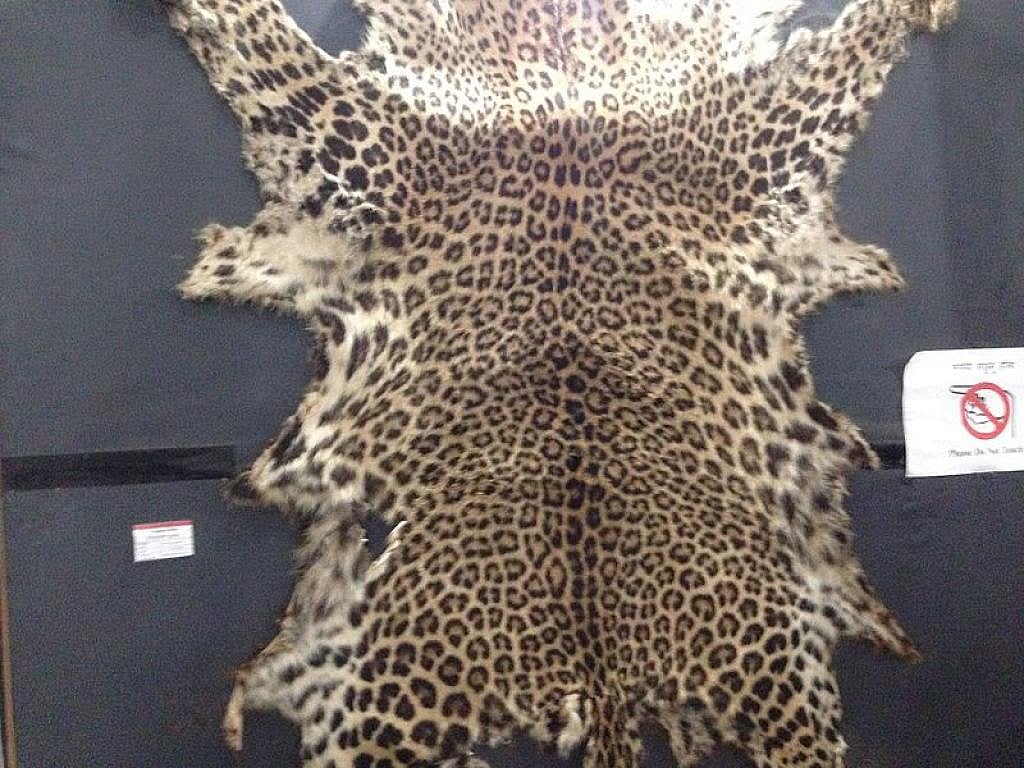 Illegal leopard skin trade continues unabated in Odisha
