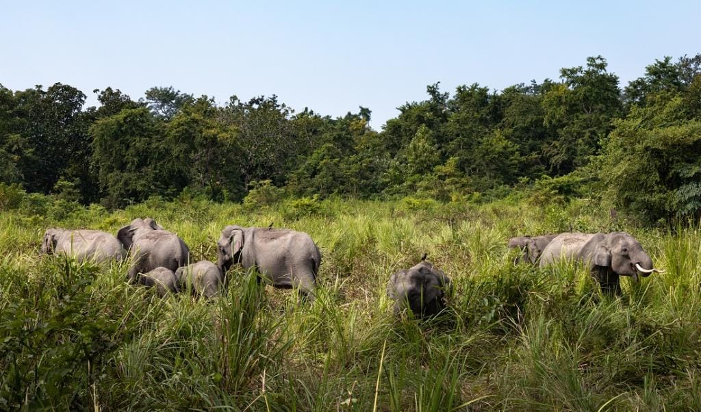 Preventing forest loss on private land can aid elephant conservation: Paper