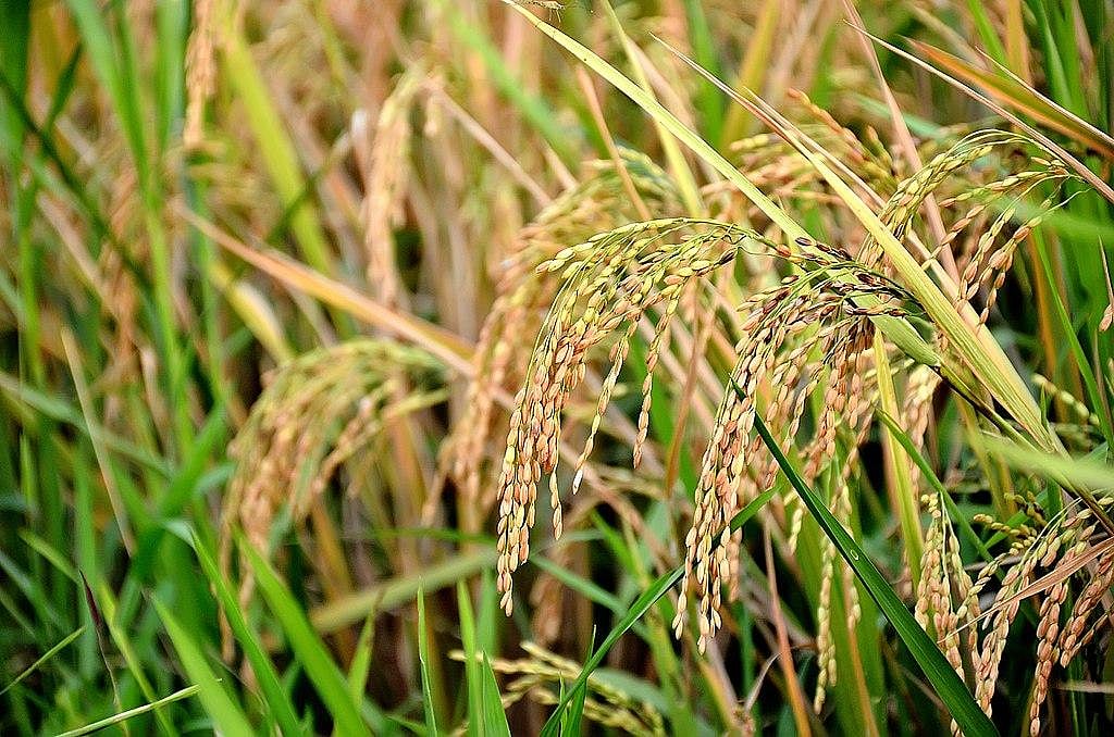GMO rice from India withdrawn in EU: Indian coalition asks for action