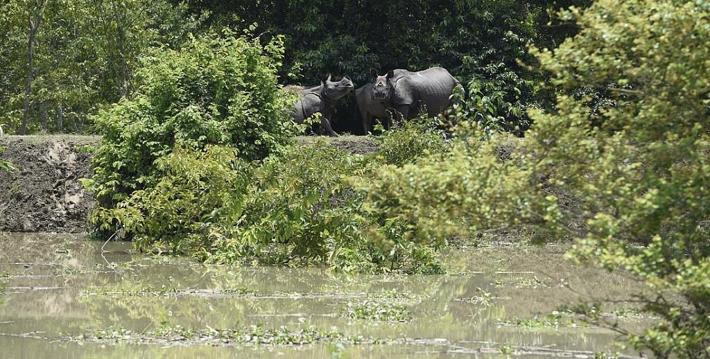 What is the best time for rhino translocation in Assam? December, says ...