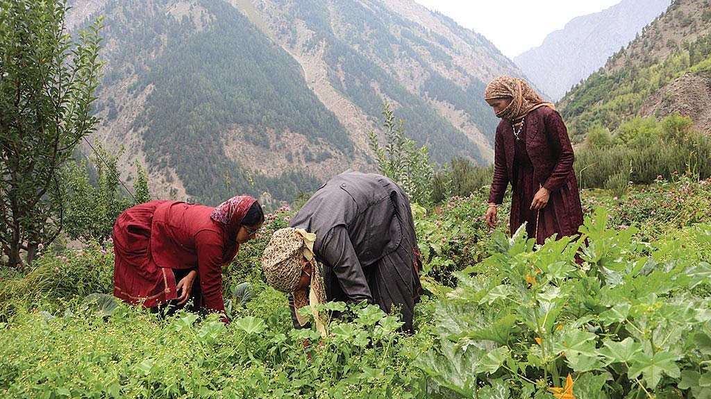 Tantalising wait: Will India be able to harvest its own ‘heeng’