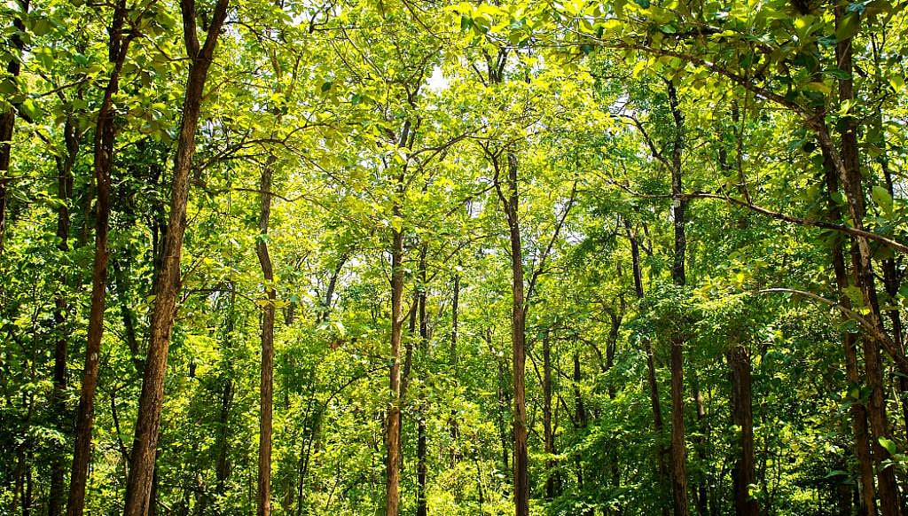 Forest Survey Report 2021: 11 states have lost forest cover; 21 have ...