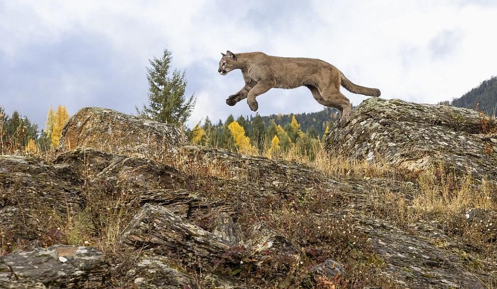 Web of relationships: How pumas hold together America ecosystems