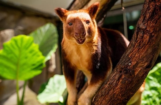 Meet Kofi, a Goodfellow’s tree kangaroo at Sydney Zoo