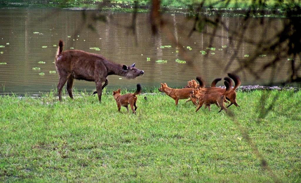 Researchers spot dholes in Kyrgyzstan after 3 decades