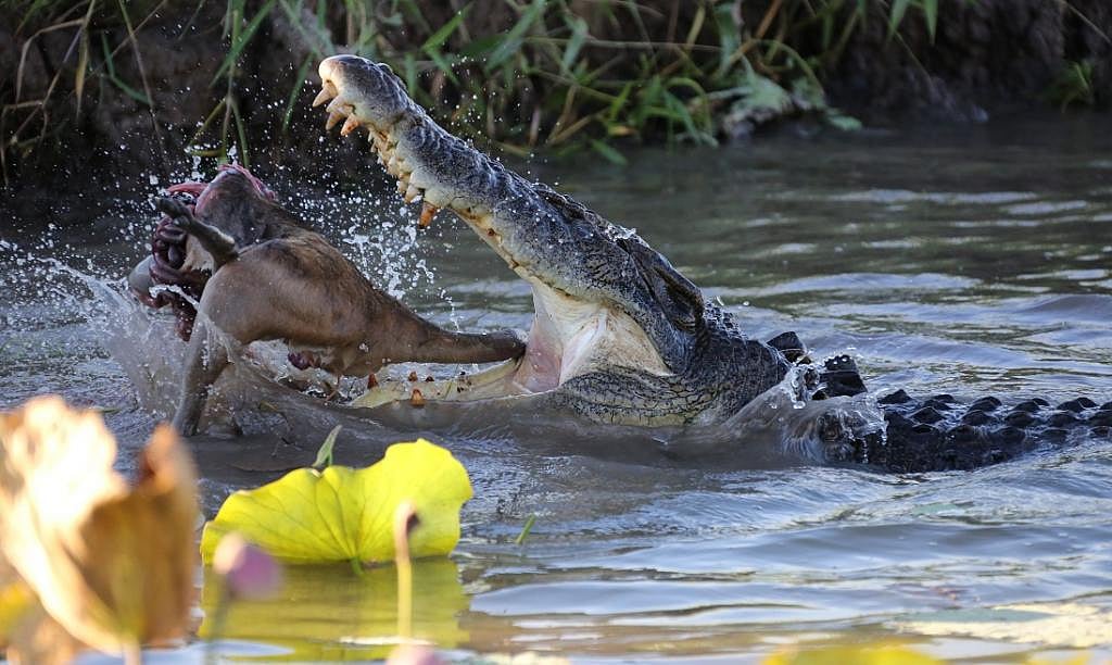 How the saltwater crocodile once lorded over Vietnam’s waterways…and ...