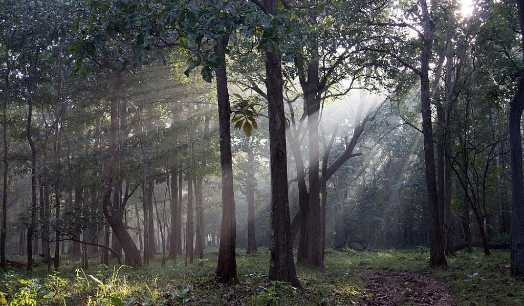 Missing the woods: The story of India’s vanishing forests in 20 cards