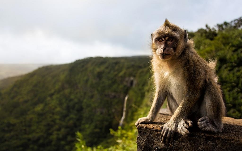 The macaque monkeys of Mauritius: an invasive alien species, and a ...