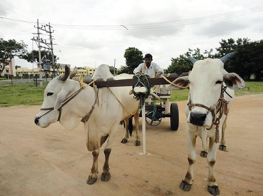 Bullish turn: The return of the bullock to India’s farms