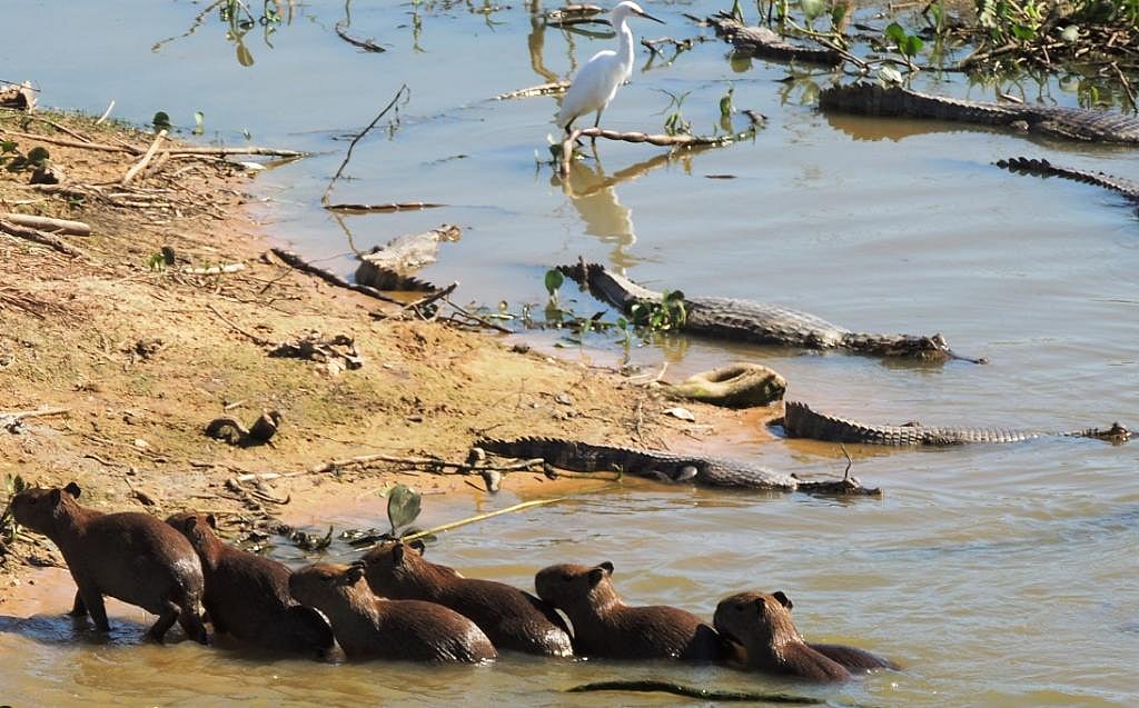 More than 75% of Amazon rainforest near tipping point, may transform ...