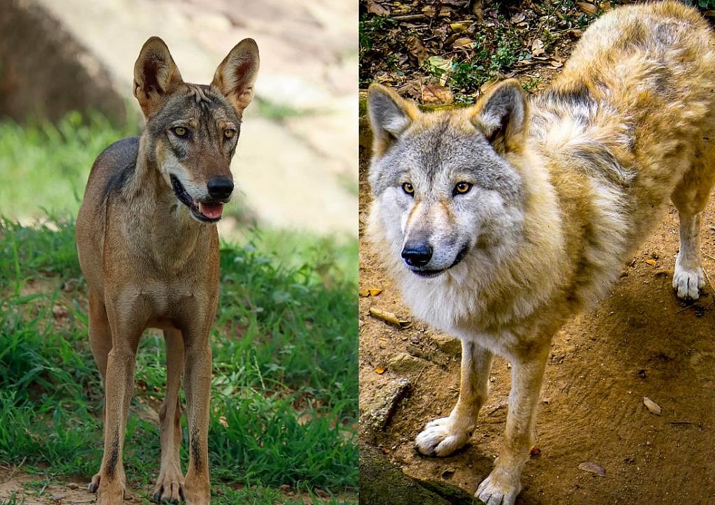 About half the diet of Indian, Himalayan wolves is domestic livestock ...