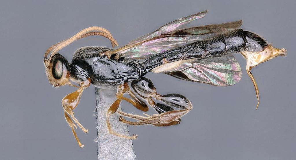 Insec 29 New Insect Species Identified In South, North East India