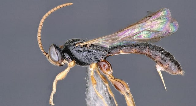 29 new insect species identified in south, North East India