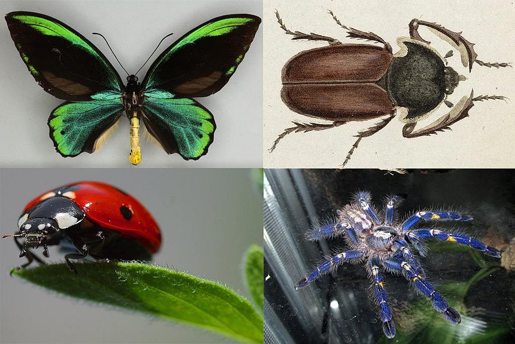 अवैध तरीके से ऑनलाइन बेचे जा रहे हैं दुर्लभ, लुप्तप्राय कीड़े और मकड़ियां