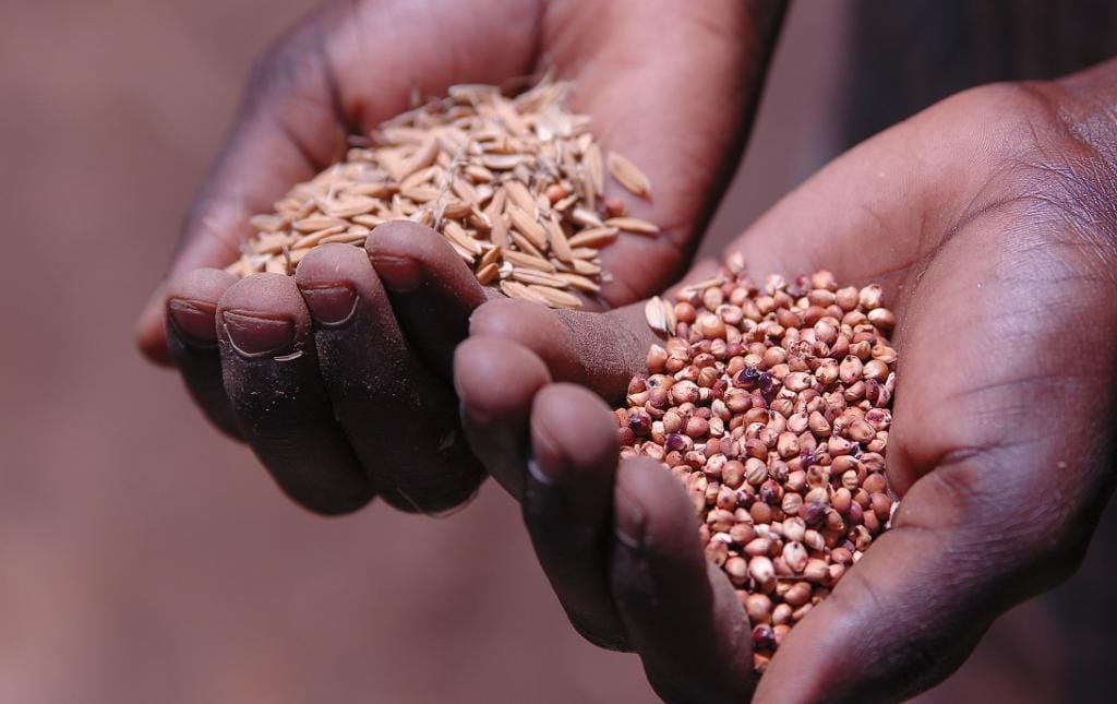 Hostile takeover: Why seed sovereignty in Africa is under threat