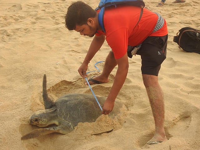 In photos: Zoological Survey, Odisha government plan to tag 30,000 ...