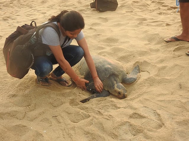 In photos: Zoological Survey, Odisha government plan to tag 30,000 ...
