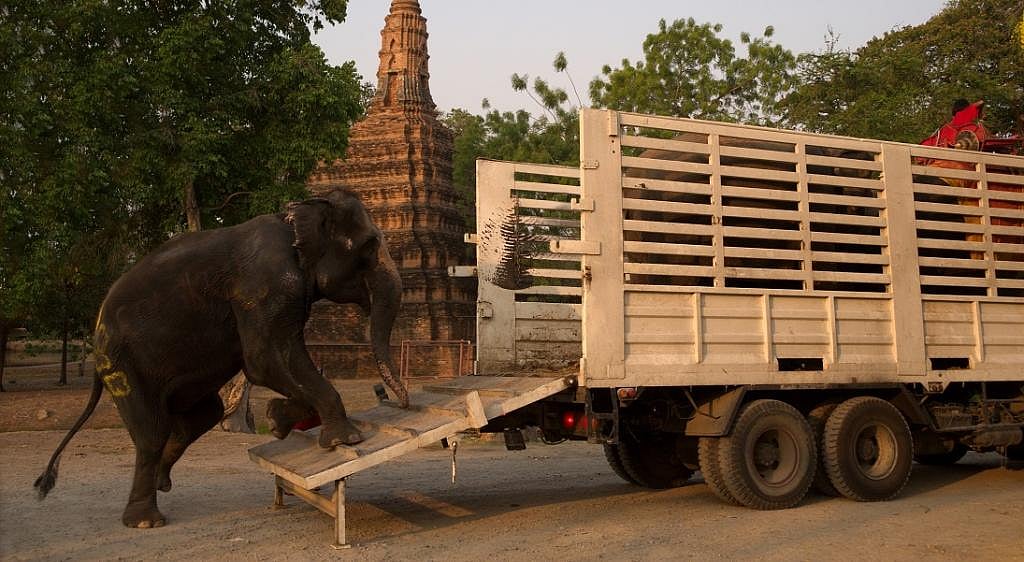 Activists point to ‘frightening trend’ of wild elephants being brought ...