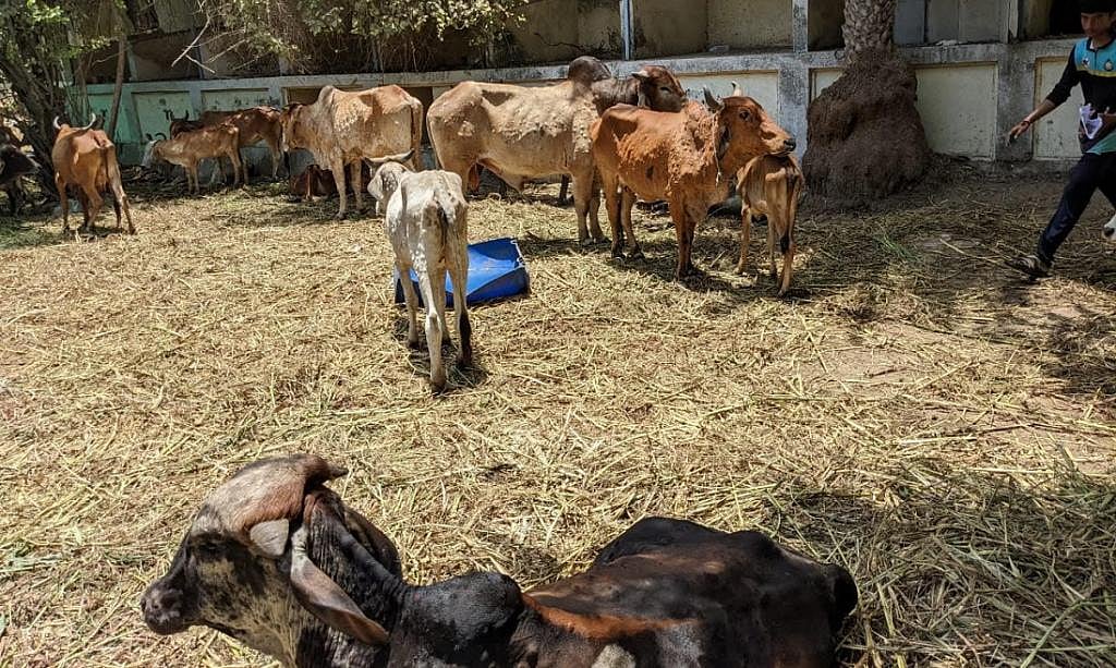 Lumpy skin disease epidemic in Saurashtra; 39 animals dead: Govt