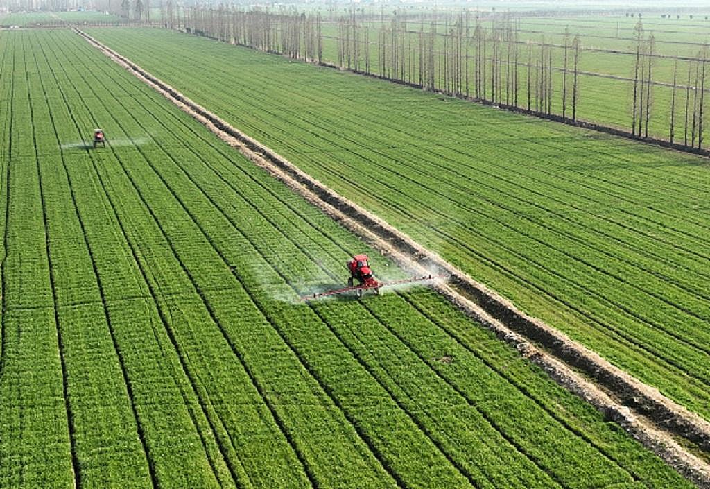 China to adopt genetically modified maize and soy: Why it matters for ...