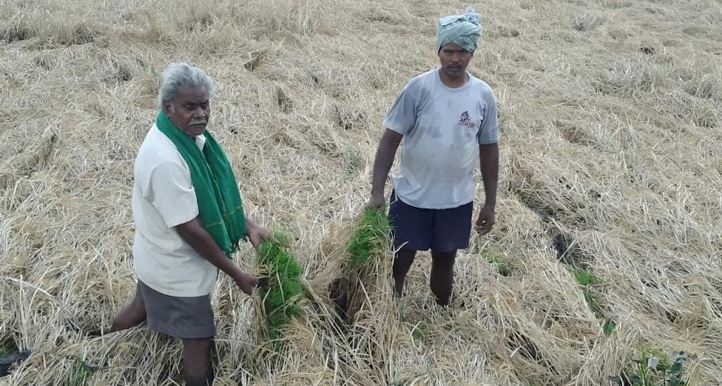 Crop holiday: What made these Andhra paddy farmers consider it