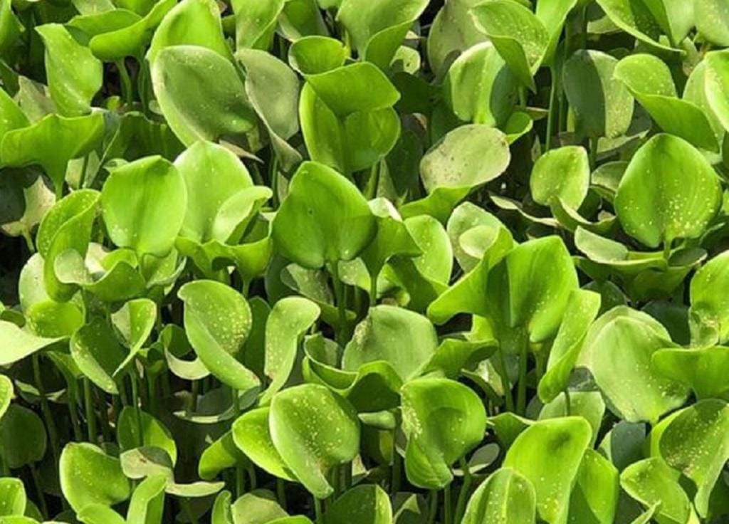 Aquatic Weeds Lagarosiphon, Oxygen Weed Weeds Australia