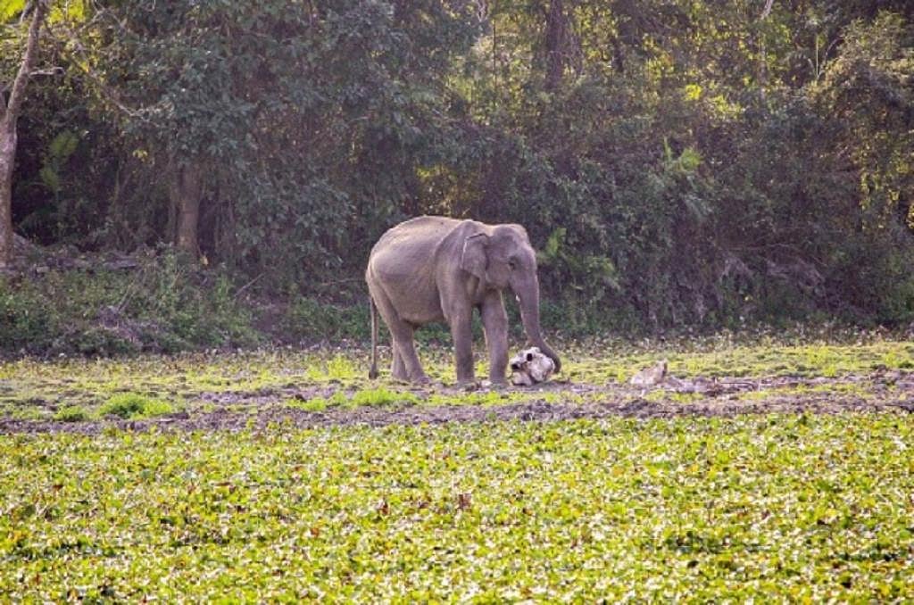 Elephant Mourning N. Sumatra Conservation Camp Records 1st Elephant