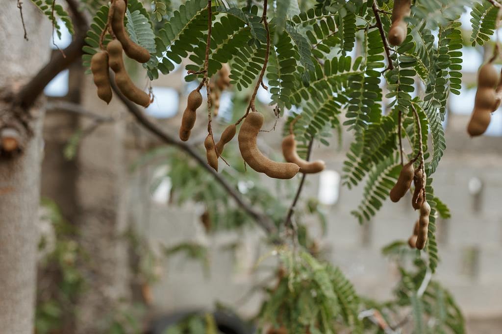 Urbanisation, low profitability: Why prices of tamarind leaves in ...